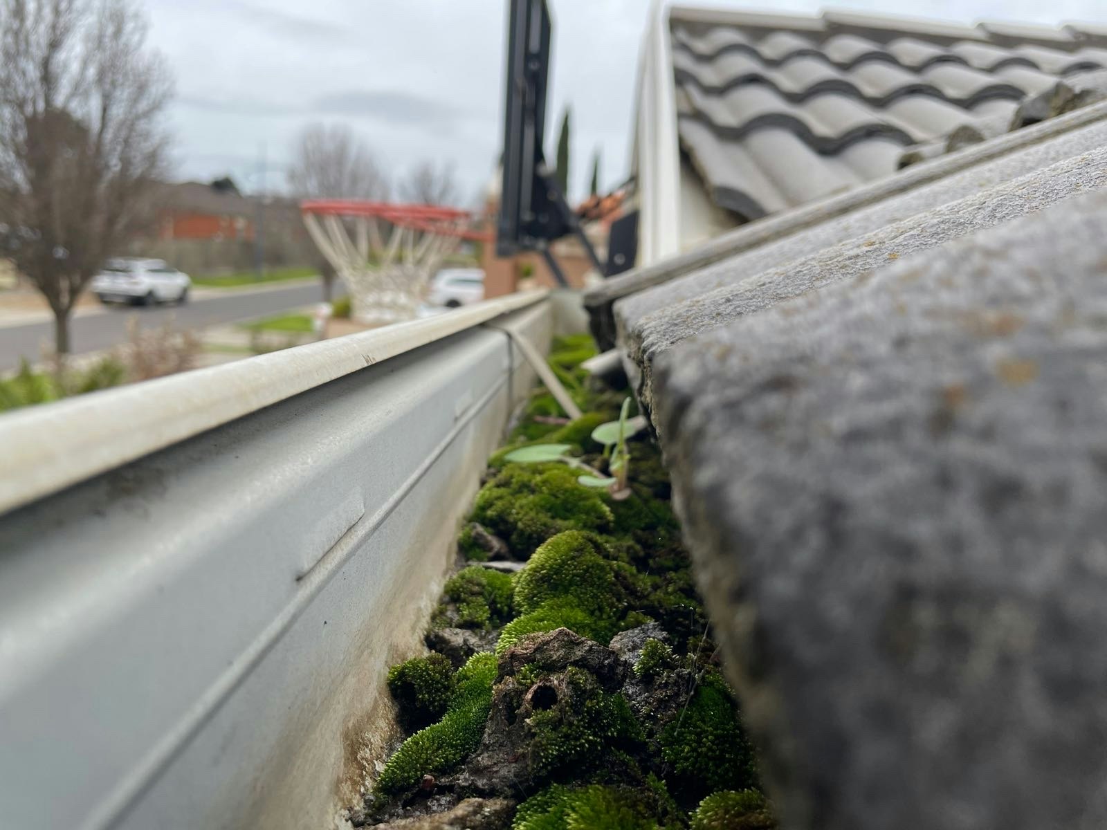 Garden Unwanted In A Gutter! - Mr Gutter Cleaning