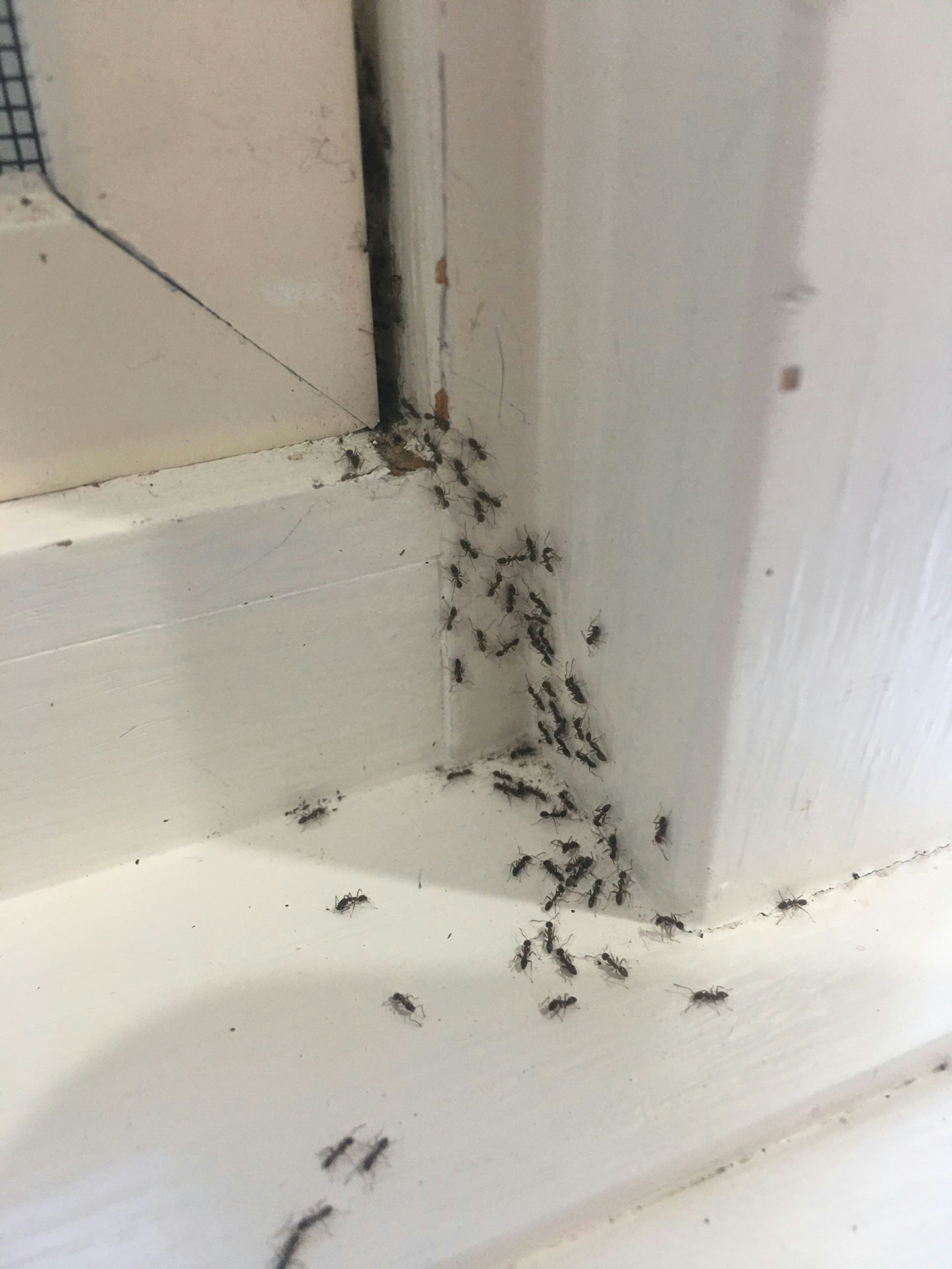 Ant Control Bentleigh Victoria: Mr Pest Controller's Expert Service ...