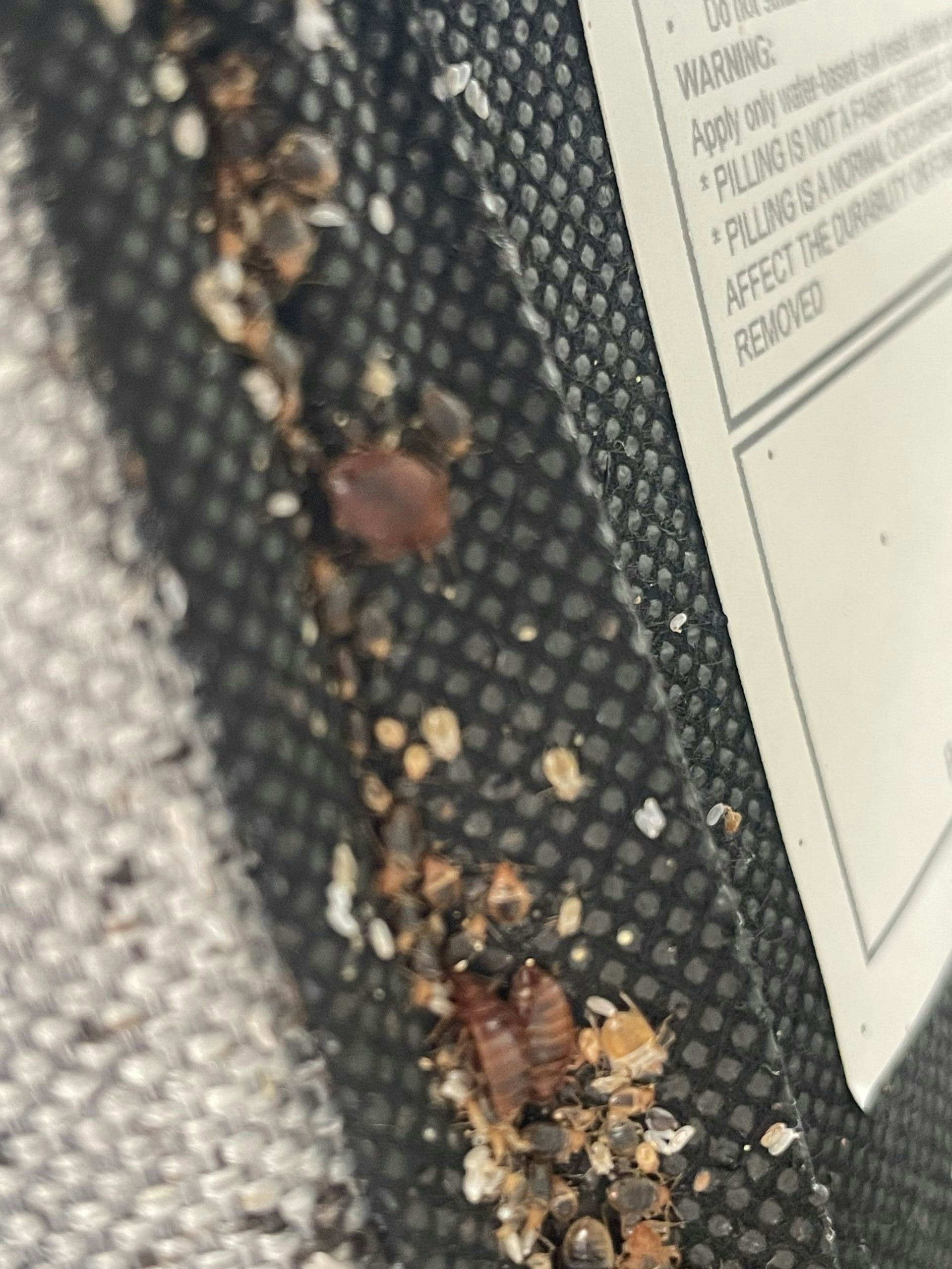 Battling Bed Bugs; Bed Bug Treatment in Melbourne - Mr Pest Controller