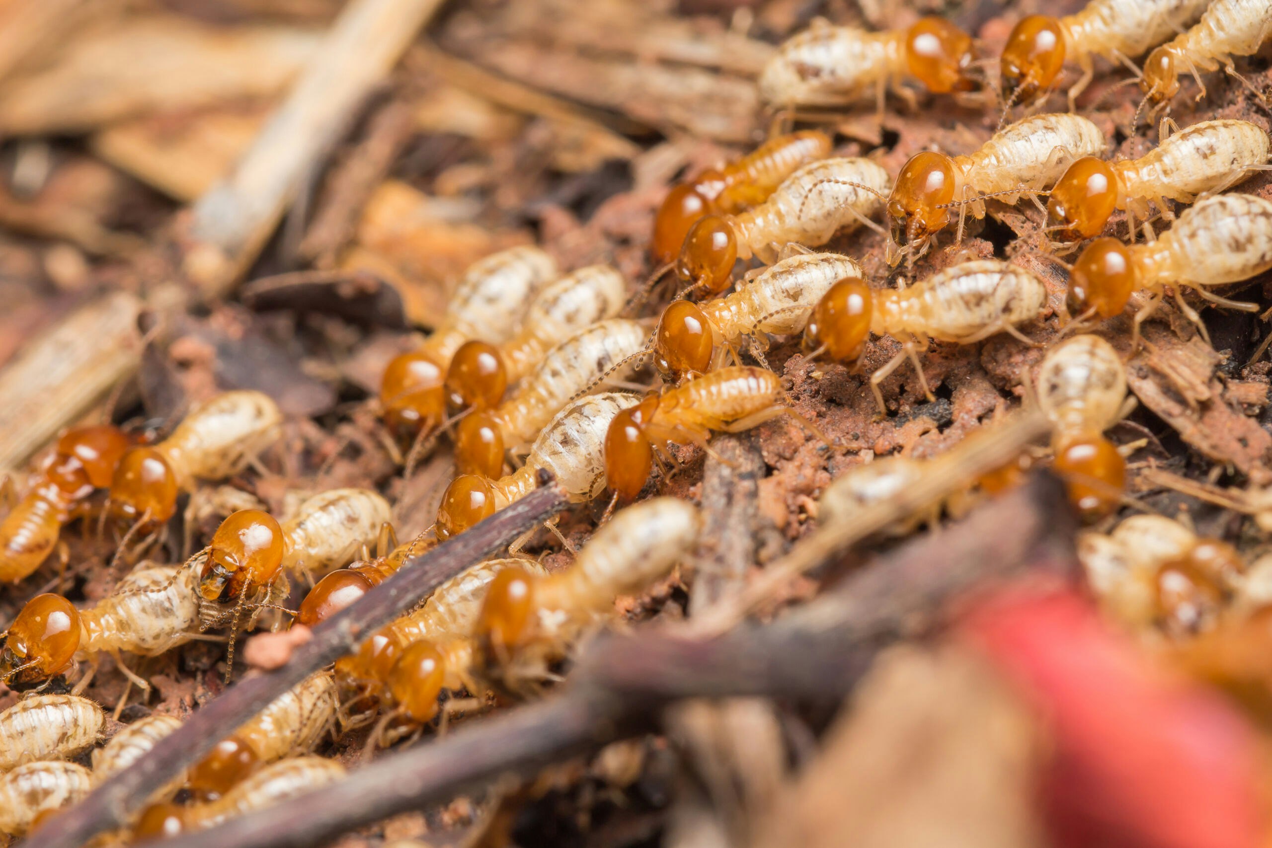 Termite Reticulation Systems For Prevention - Mr Pest Controller